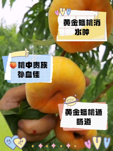 蟠桃的功效与作用禁忌_蟠桃吃多了会上火吗-第1张图片-山城妙识