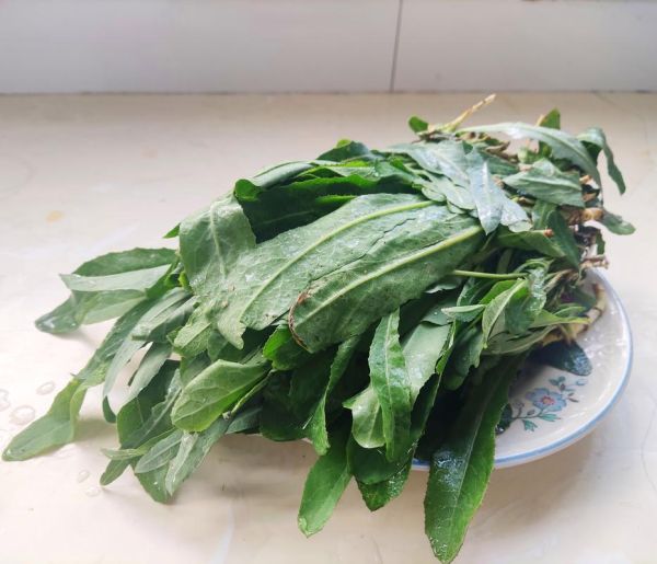 野生甜菜长什么样_野生甜菜能吃吗-第1张图片-山城妙识 野生甜菜长什么样_野生甜菜能吃吗-第1张图片-山城妙识