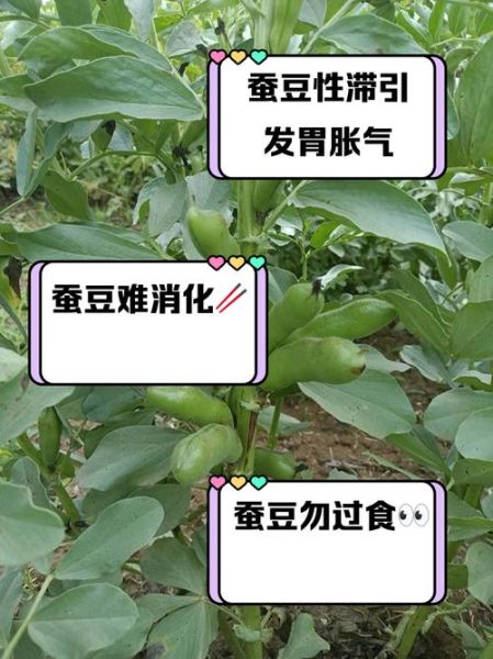 男生为什么不能吃蚕豆_蚕豆对男生的危害-第2张图片-山城妙识 男生为什么不能吃蚕豆_蚕豆对男生的危害-第2张图片-山城妙识