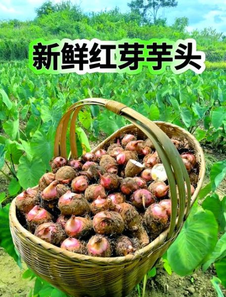 红芋头功效与作用_红芋头怎么吃最营养-第2张图片-山城妙识 红芋头功效与作用_红芋头怎么吃最营养-第2张图片-山城妙识