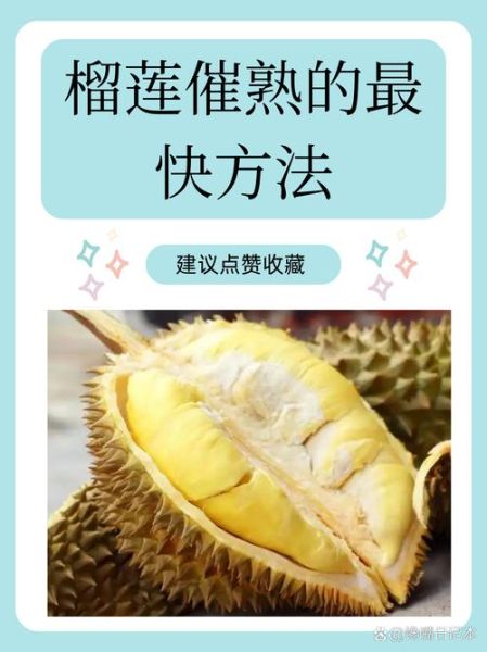 榴莲怎么催熟最快_榴莲放几天能熟-第1张图片-山城妙识 榴莲怎么催熟最快_榴莲放几天能熟-第1张图片-山城妙识