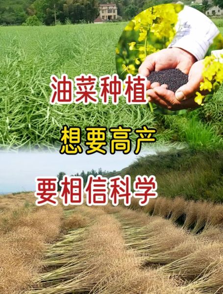油菜种植技术及施肥方法_油菜怎么施肥更高产-第2张图片-山城妙识 油菜种植技术及施肥方法_油菜怎么施肥更高产-第2张图片-山城妙识