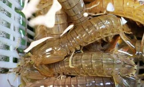 清蒸皮皮虾多长时间_蒸几分钟才鲜嫩-第1张图片-山城妙识