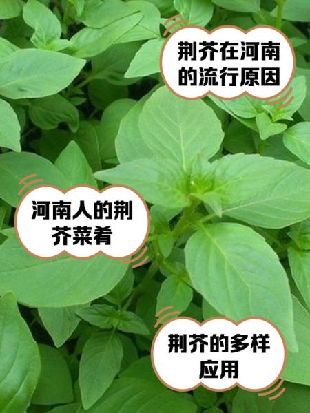 荆芥为什么只有河南人吃_河南人为什么爱吃荆芥-第1张图片-山城妙识