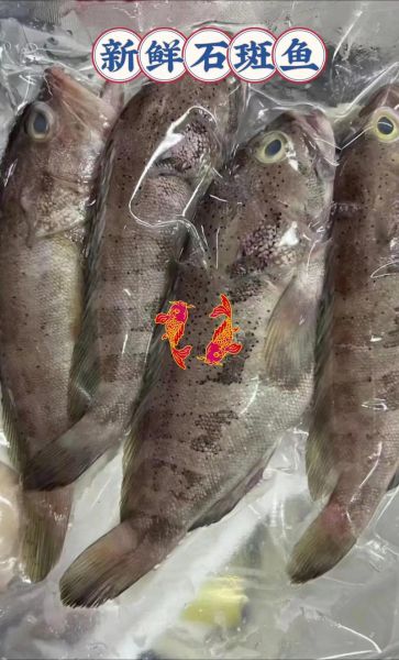 石斑鱼多少钱一斤_石斑鱼价格为什么差别大-第2张图片-山城妙识