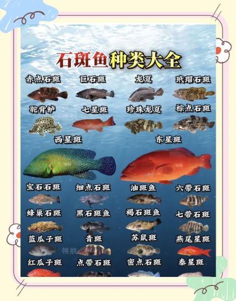 石斑鱼多少钱一斤_石斑鱼价格为什么差别大-第3张图片-山城妙识