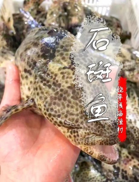 石斑鱼多少钱一斤_石斑鱼价格为什么差别大-第1张图片-山城妙识