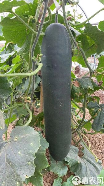 白吊瓜长什么样_白吊瓜和冬瓜的区别-第1张图片-山城妙识