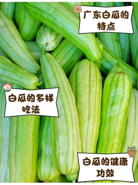 白吊瓜长什么样_白吊瓜和冬瓜的区别-第3张图片-山城妙识