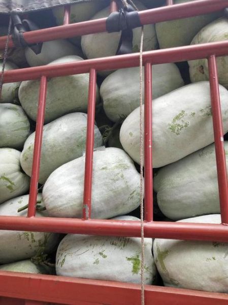 白吊瓜长什么样_白吊瓜和冬瓜的区别-第2张图片-山城妙识