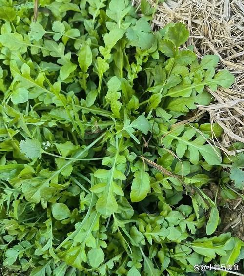 农村能吃100种野菜图片大全_哪些野菜最安全-第1张图片-山城妙识 农村能吃100种野菜图片大全_哪些野菜最安全-第1张图片-山城妙识