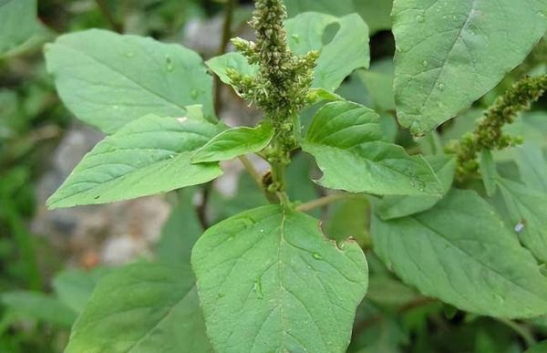 农村能吃100种野菜图片大全_哪些野菜最安全-第3张图片-山城妙识 农村能吃100种野菜图片大全_哪些野菜最安全-第3张图片-山城妙识