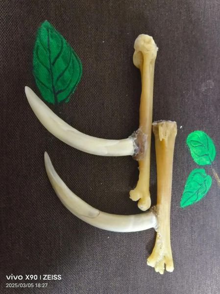 鸡爪子骨头文玩价格_鸡爪骨手串多少钱一串-第1张图片-山城妙识 鸡爪子骨头文玩价格_鸡爪骨手串多少钱一串-第1张图片-山城妙识