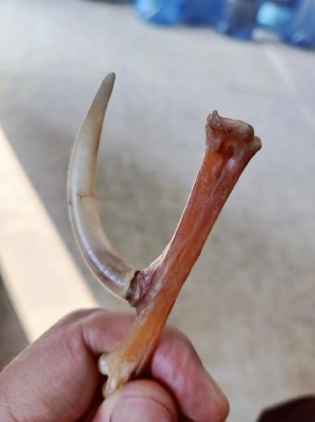 鸡爪子骨头文玩价格_鸡爪骨手串多少钱一串-第3张图片-山城妙识 鸡爪子骨头文玩价格_鸡爪骨手串多少钱一串-第3张图片-山城妙识