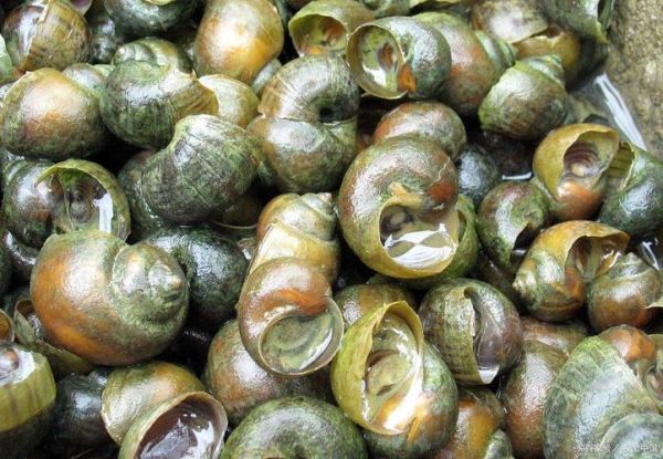 田螺煮熟了还有寄生虫吗_彻底杀死寄生虫的温度-第2张图片-山城妙识