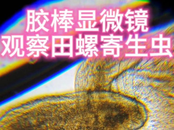 田螺煮熟了还有寄生虫吗_彻底杀死寄生虫的温度-第1张图片-山城妙识