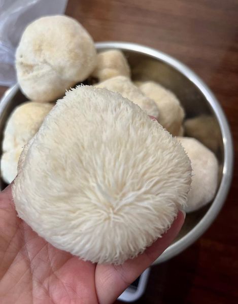 猴头菇怎么洗才干净_猴头菇清洗的正确方法-第3张图片-山城妙识