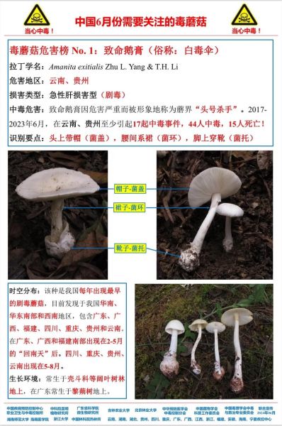 野生蘑菇怎么辨别有毒_野生蘑菇中毒怎么办-第3张图片-山城妙识