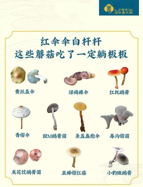 野生蘑菇怎么辨别有毒_野生蘑菇中毒怎么办-第2张图片-山城妙识