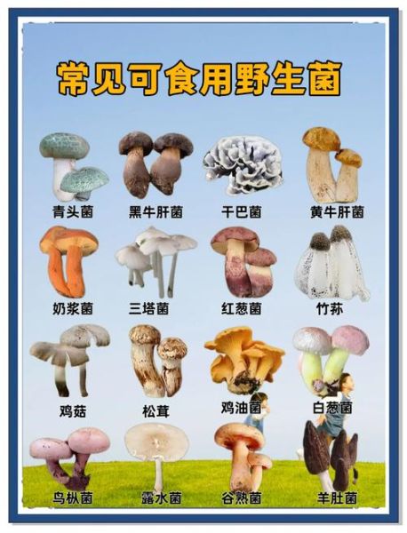 野生蘑菇怎么辨别有毒_野生蘑菇中毒怎么办-第1张图片-山城妙识