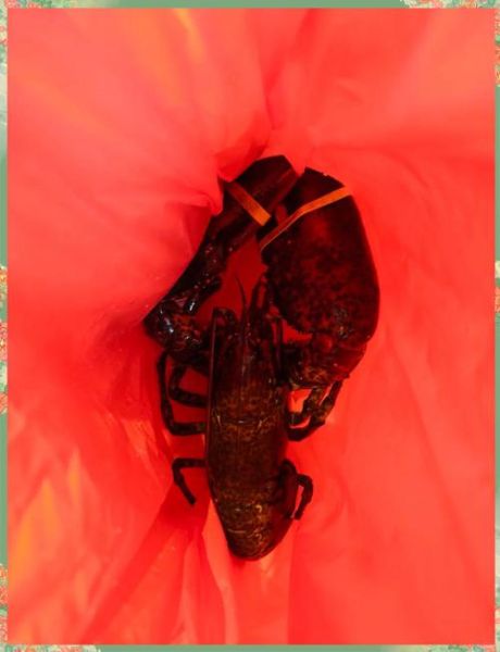 澳洲龙虾多少钱一斤_澳洲龙虾图片价格表-第3张图片-山城妙识 澳洲龙虾多少钱一斤_澳洲龙虾图片价格表-第3张图片-山城妙识