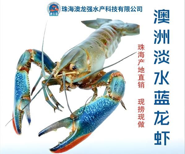 澳洲龙虾多少钱一斤_澳洲龙虾图片价格表-第1张图片-山城妙识 澳洲龙虾多少钱一斤_澳洲龙虾图片价格表-第1张图片-山城妙识