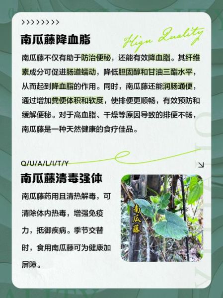 南瓜藤治疗胆结石真实案例_南瓜藤怎么用能化石-第1张图片-山城妙识