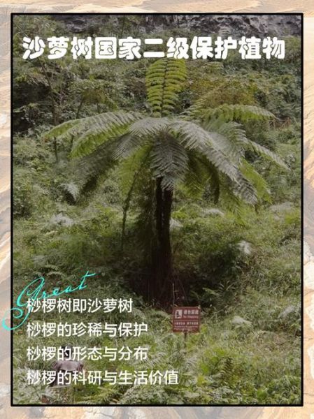 沙罗树是什么植物_沙罗树种植方法-第1张图片-山城妙识