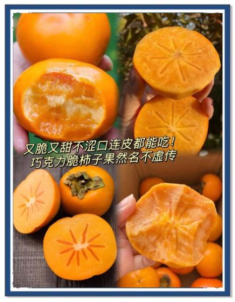 甜脆柿怎么挑_甜脆柿和软柿区别-第3张图片-山城妙识 甜脆柿怎么挑_甜脆柿和软柿区别-第3张图片-山城妙识