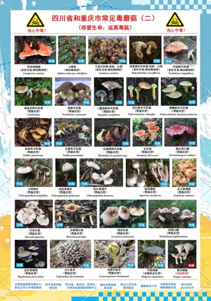 香菇年事件是怎么回事_香菇年事件对行业影响-第1张图片-山城妙识 香菇年事件是怎么回事_香菇年事件对行业影响-第1张图片-山城妙识