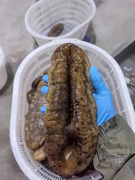 猪婆参的功效与作用_猪婆参怎么泡发-第2张图片-山城妙识