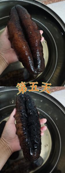 猪婆参的功效与作用_猪婆参怎么泡发-第3张图片-山城妙识