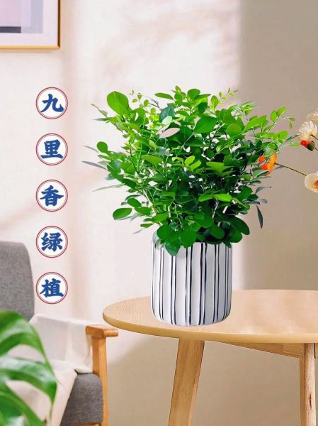 千里香长什么样_千里香和九里香区别-第1张图片-山城妙识 千里香长什么样_千里香和九里香区别-第1张图片-山城妙识