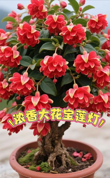 千里香长什么样_千里香和九里香区别-第2张图片-山城妙识 千里香长什么样_千里香和九里香区别-第2张图片-山城妙识