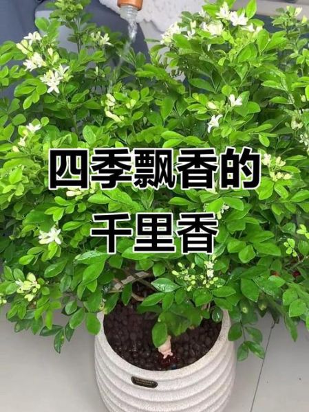 千里香长什么样_千里香和九里香区别-第3张图片-山城妙识 千里香长什么样_千里香和九里香区别-第3张图片-山城妙识