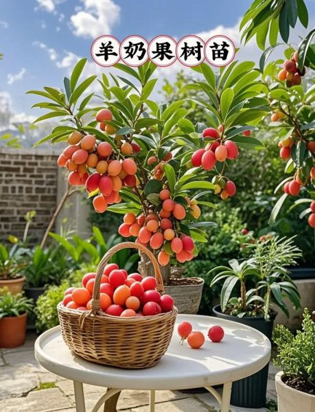 羊奶果树长什么样_羊奶果树几年结果-第3张图片-山城妙识 羊奶果树长什么样_羊奶果树几年结果-第3张图片-山城妙识