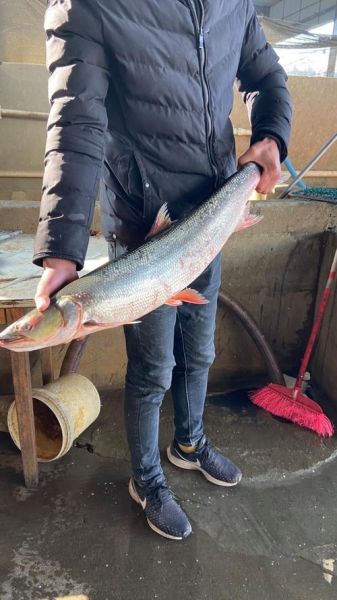 野生鳡鱼多少钱一斤_野生鳡鱼价格行情-第1张图片-山城妙识 野生鳡鱼多少钱一斤_野生鳡鱼价格行情-第1张图片-山城妙识