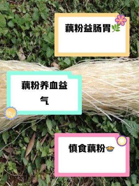 喝藕粉的好处和禁忌_哪些人不适合吃藕粉-第2张图片-山城妙识 喝藕粉的好处和禁忌_哪些人不适合吃藕粉-第2张图片-山城妙识