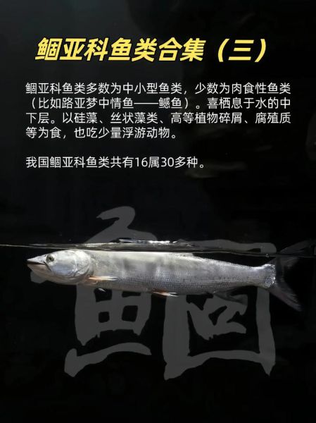 野生鳡鱼多少钱一斤_野生鳡鱼价格行情-第2张图片-山城妙识 野生鳡鱼多少钱一斤_野生鳡鱼价格行情-第2张图片-山城妙识