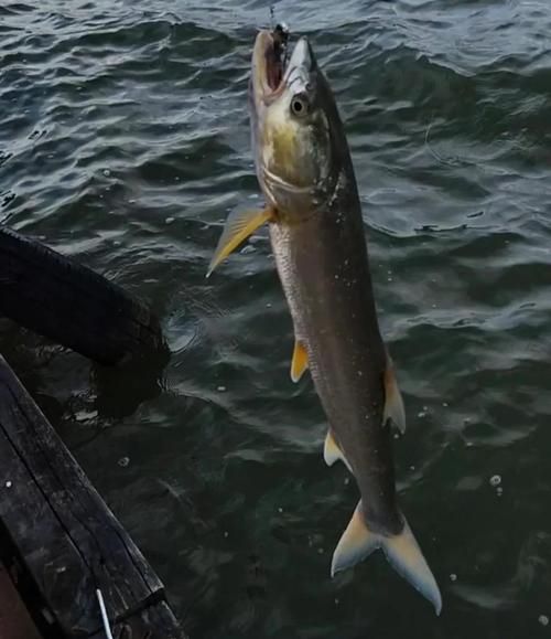 野生鳡鱼多少钱一斤_野生鳡鱼价格行情-第3张图片-山城妙识 野生鳡鱼多少钱一斤_野生鳡鱼价格行情-第3张图片-山城妙识