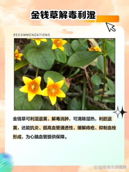 金钱草可以排肾结石吗_金钱草治结石多久见效-第2张图片-山城妙识 金钱草可以排肾结石吗_金钱草治结石多久见效-第2张图片-山城妙识