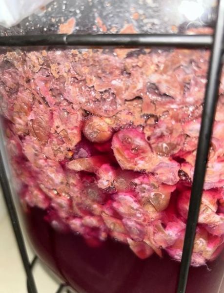 自酿葡萄酒发霉了还能喝吗_如何判断葡萄酒变质-第1张图片-山城妙识