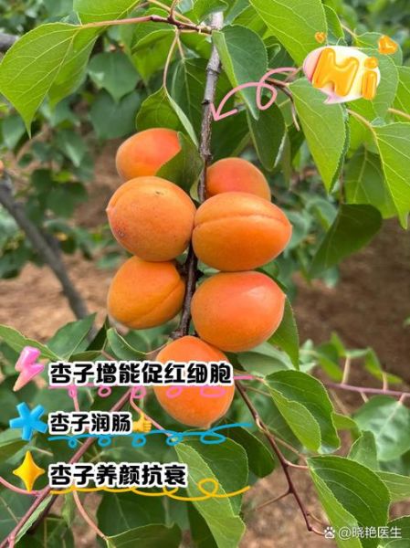 杏的营养价值有哪些_杏的食用功效与禁忌-第3张图片-山城妙识