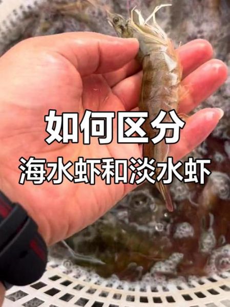 青虾是淡水虾还是海水虾_青虾养殖水质要求-第2张图片-山城妙识