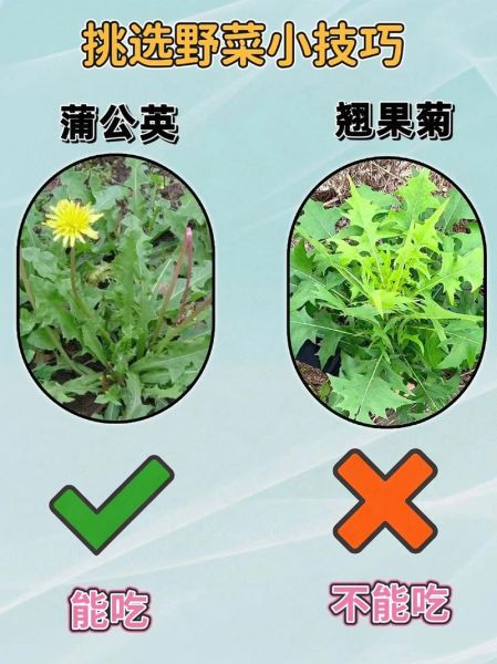 野菜大全图片及名称_哪些野菜可以吃-第1张图片-山城妙识 野菜大全图片及名称_哪些野菜可以吃-第1张图片-山城妙识