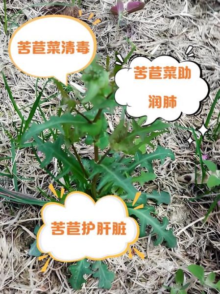 苦苣菜的功效与作用_苦苣菜怎么吃最健康-第1张图片-山城妙识 苦苣菜的功效与作用_苦苣菜怎么吃最健康-第1张图片-山城妙识