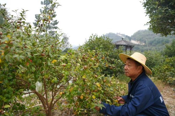 油茶树怎么种_油茶树种植管理技术-第3张图片-山城妙识 油茶树怎么种_油茶树种植管理技术-第3张图片-山城妙识