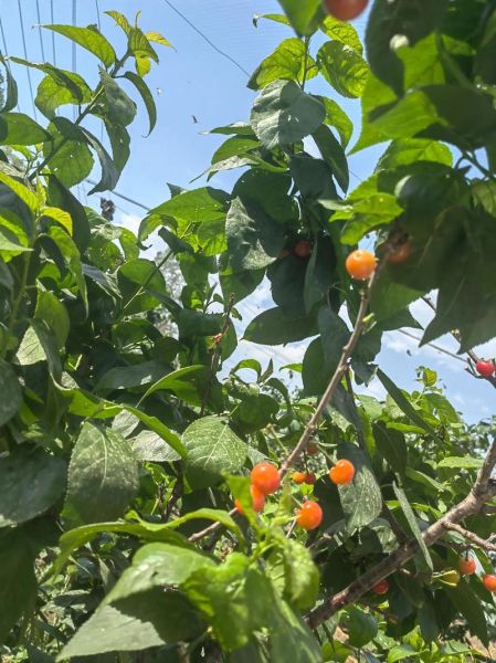 樱桃几月份成熟_樱桃成熟时间-第2张图片-山城妙识 樱桃几月份成熟_樱桃成熟时间-第2张图片-山城妙识