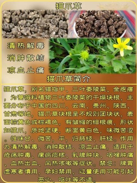 猫爪草的功效与作用主要治什么病_猫爪草能治哪些常见病-第1张图片-山城妙识 猫爪草的功效与作用主要治什么病_猫爪草能治哪些常见病-第1张图片-山城妙识
