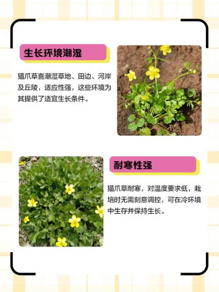 猫爪草的功效与作用主要治什么病_猫爪草能治哪些常见病-第2张图片-山城妙识 猫爪草的功效与作用主要治什么病_猫爪草能治哪些常见病-第2张图片-山城妙识